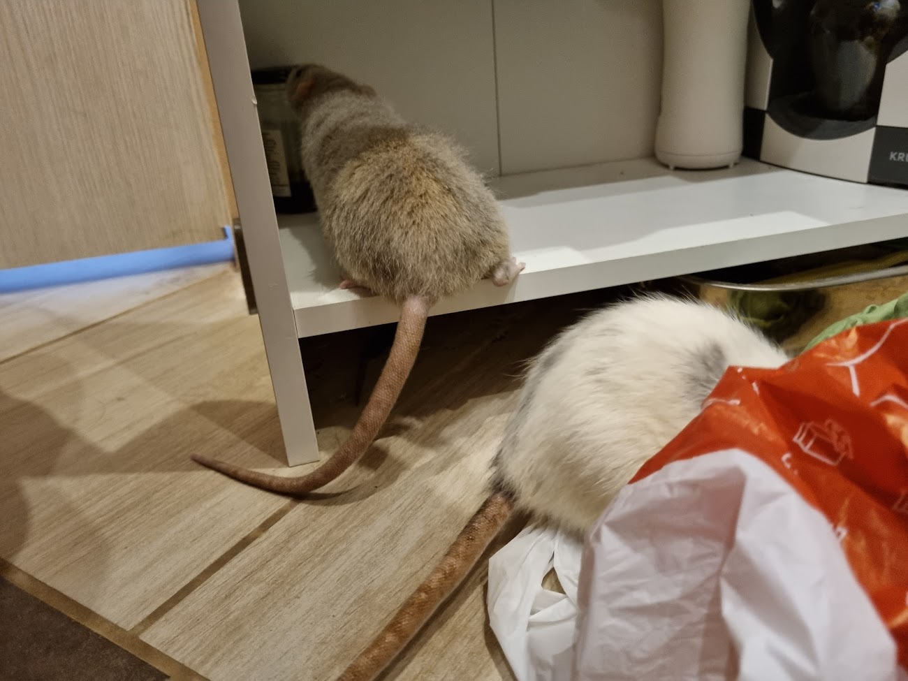 rat-without-tail-3 Object Detection Dataset by elte