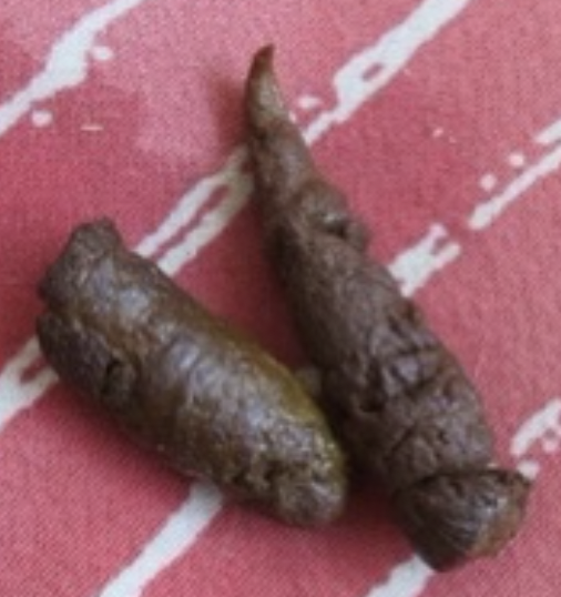 Object dog poo health Object Detection Dataset and Pre-Trained Model by ...