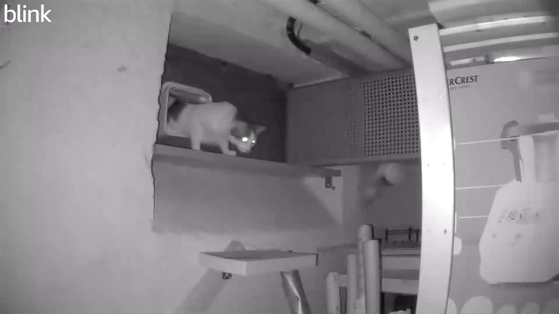 Prey Detection V2 Object Detection Dataset And Pre Trained Model By Moritz K