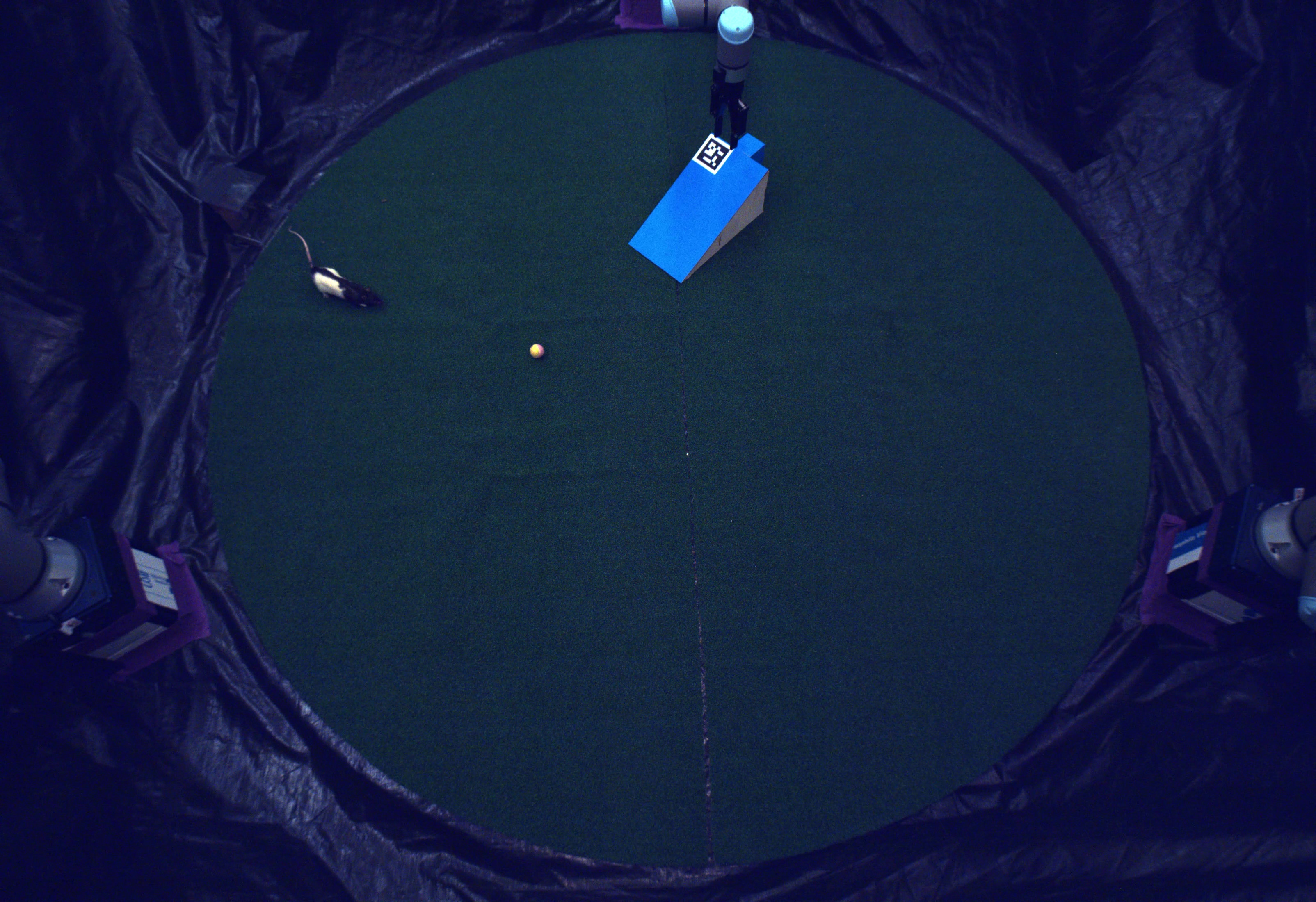 rats_and_balls_with_label_name Object Detection Dataset and Pre-Trained Model by Janelia ...