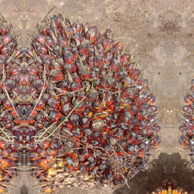 How To Use The Image Classification And Fruit Counting Of Oil Palm