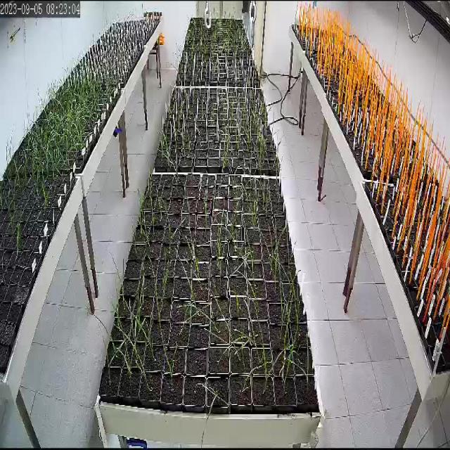 Plant_detect Object Detection Dataset and Pre-Trained Model by CV Lab