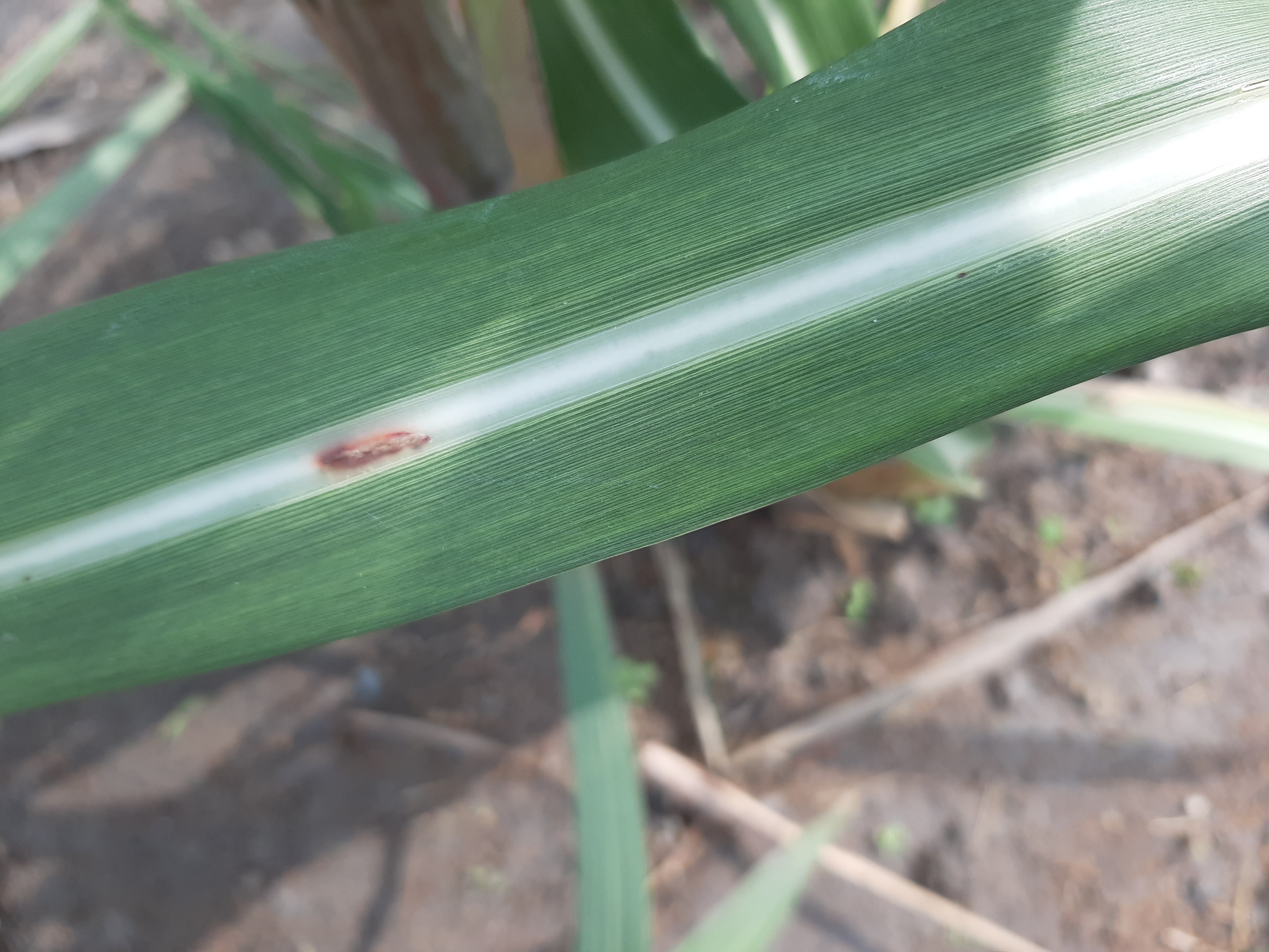 Sugarcane_leaf_disease_detection Object Detection Dataset by Kwaluseni