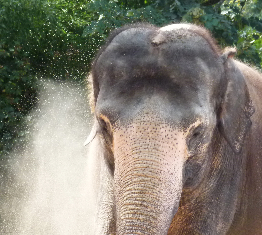 WildAnimals Object Detection Dataset and Pre-Trained Model by Deep ...