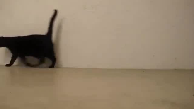 How to Use the cat ownership Object Detection API