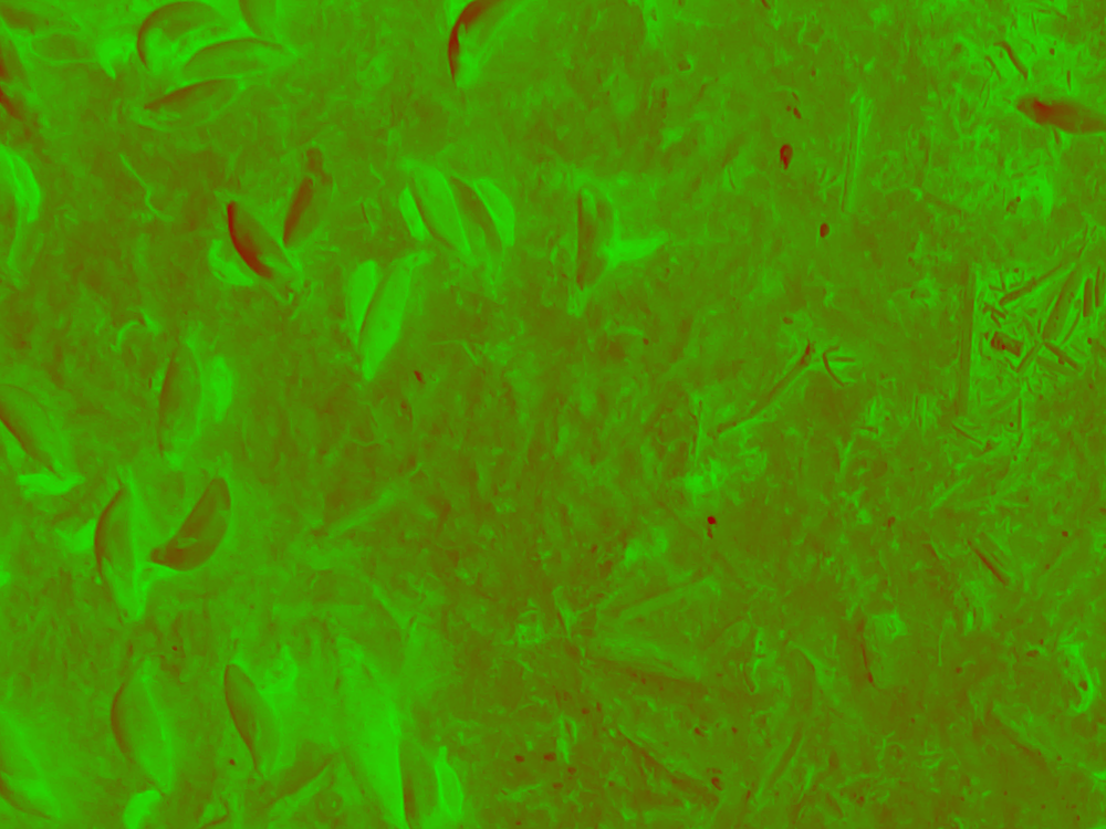 Seals Object Detection Dataset by Claire Tesluk