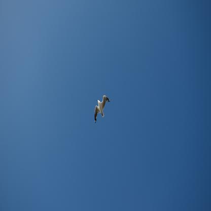 How to Use the bird drone detection Object Detection API