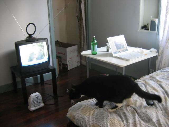 Cat Detect Object Detection Dataset By Group10textdetect 6934