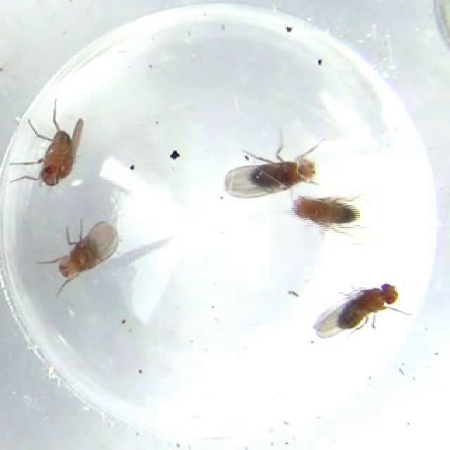 c2 Instance Segmentation Dataset by Annotated Data