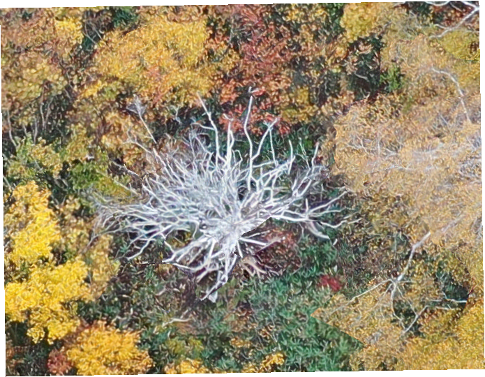 Tree Detection Object Detection Dataset And Pre Trained Model By