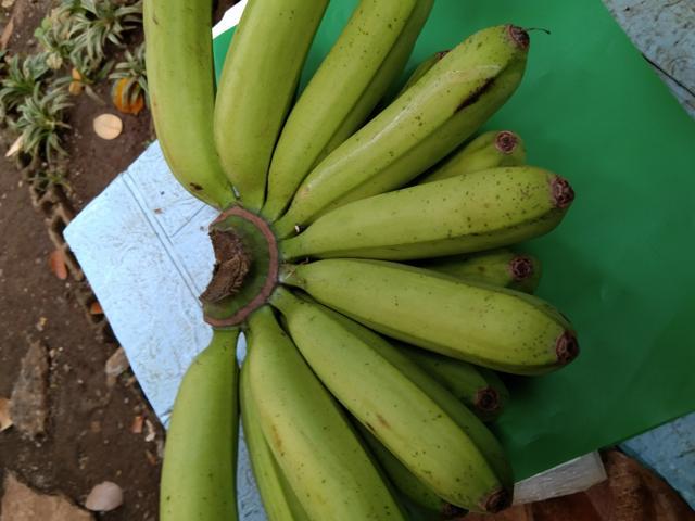 bananas Object Detection Dataset by Marisabel