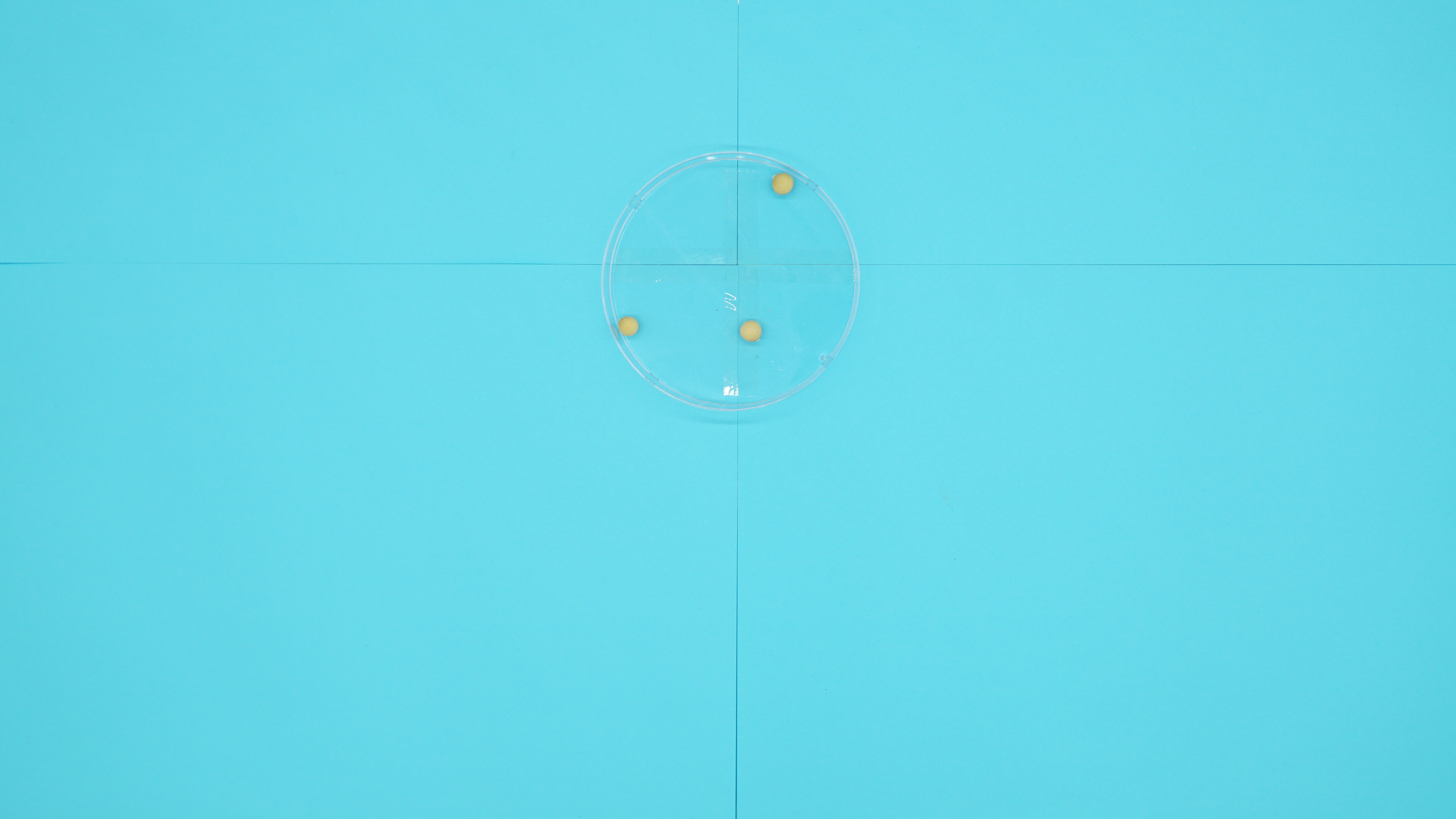 Seed Detection Test Object Detection Dataset By Project 13k3m