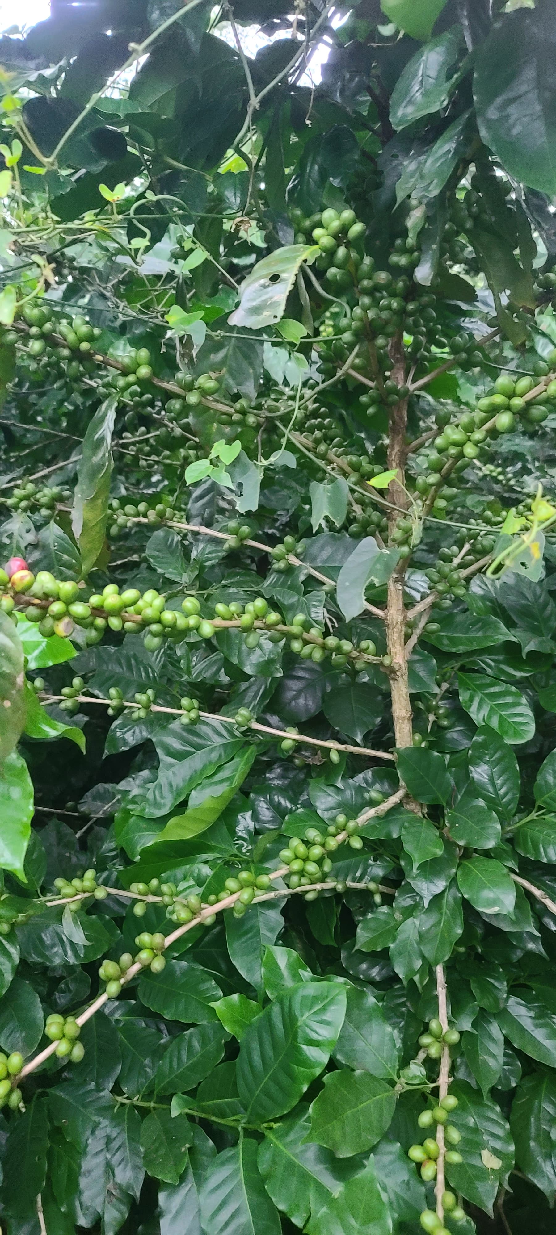 Coffee Fruit Detection Object Detection Dataset by Jessers Space