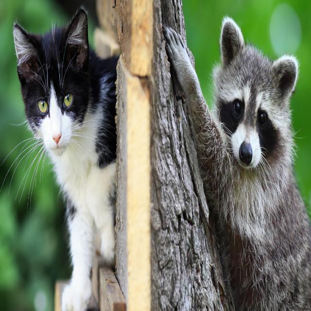 Raccoon Finder Object Detection Dataset By Raccoondetector
