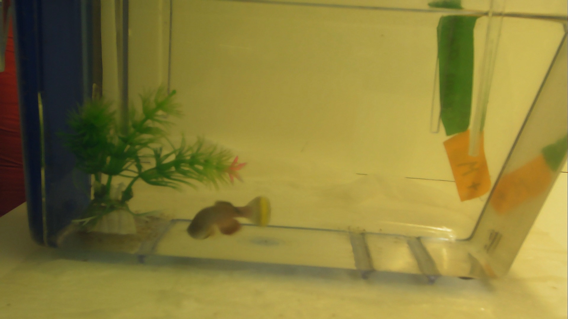 fish Object Detection Dataset and Pre-Trained Model by The Hebrew University