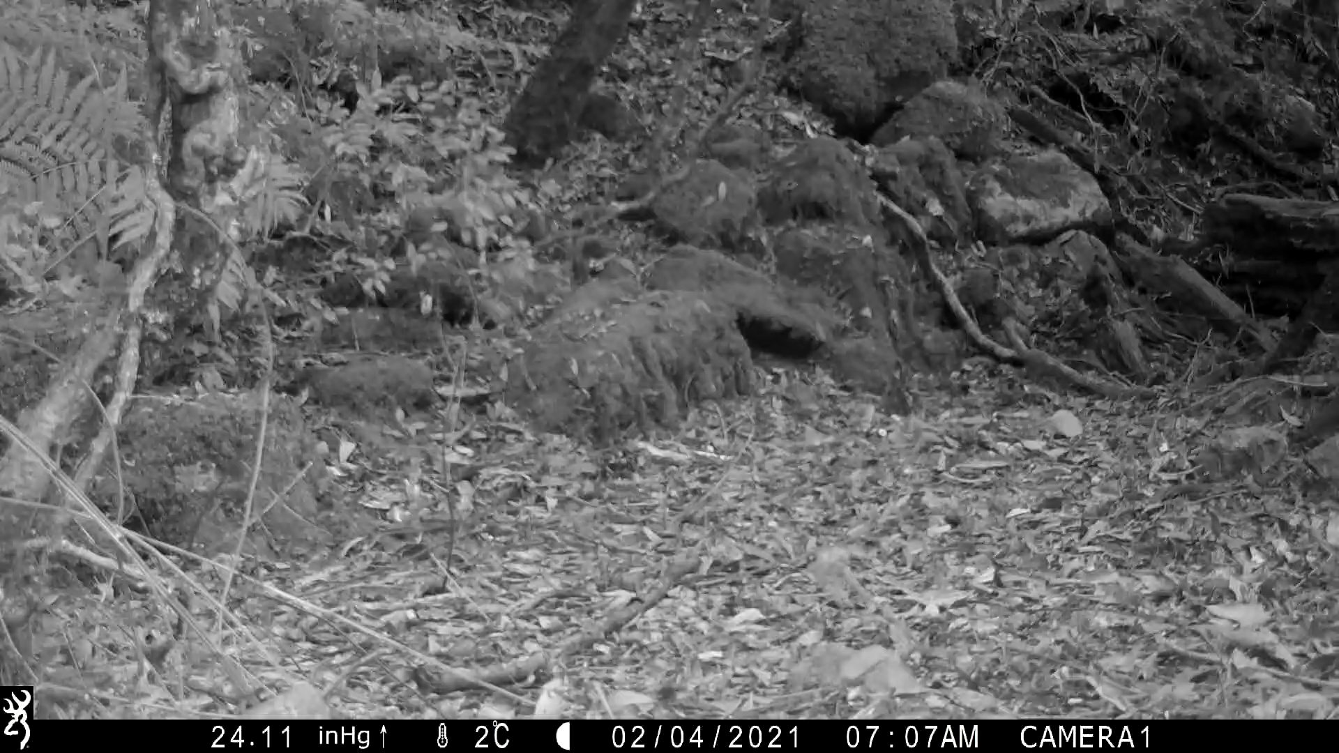 taiwan_animal Object Detection Dataset and Pre-Trained Model by ...