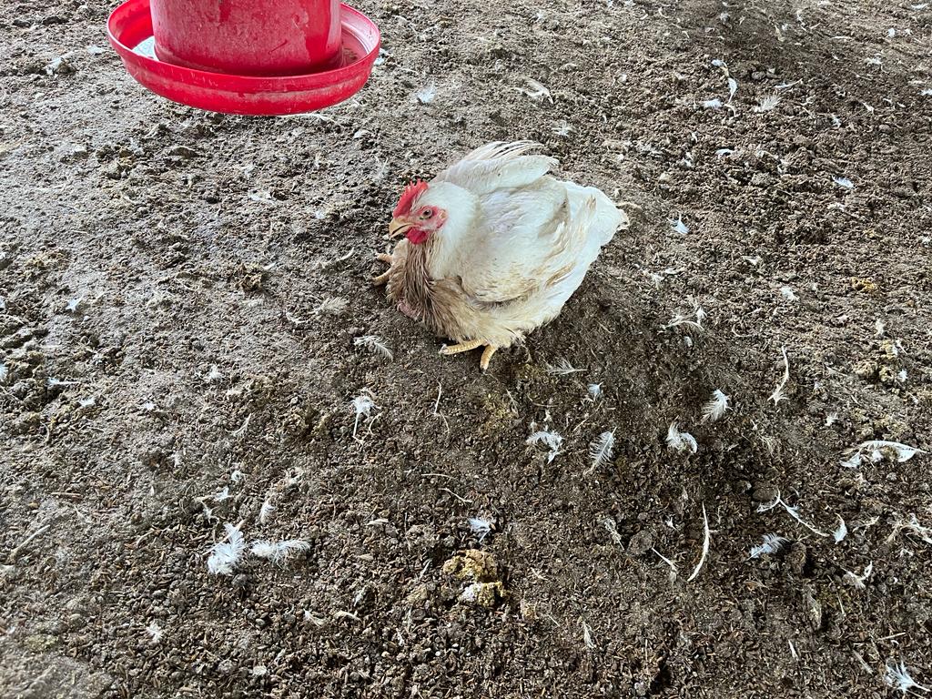 Chicken Health Detection Object Detection Dataset By Vishwakarma