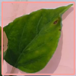 leaf-disease Classification Dataset and Pre-Trained Model by Tesis