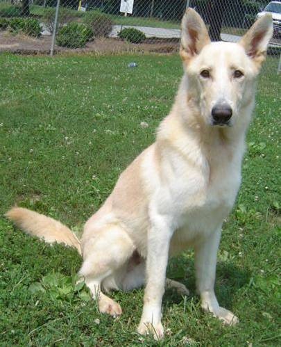 dog Classification Dataset and Pre-Trained Model by rice2