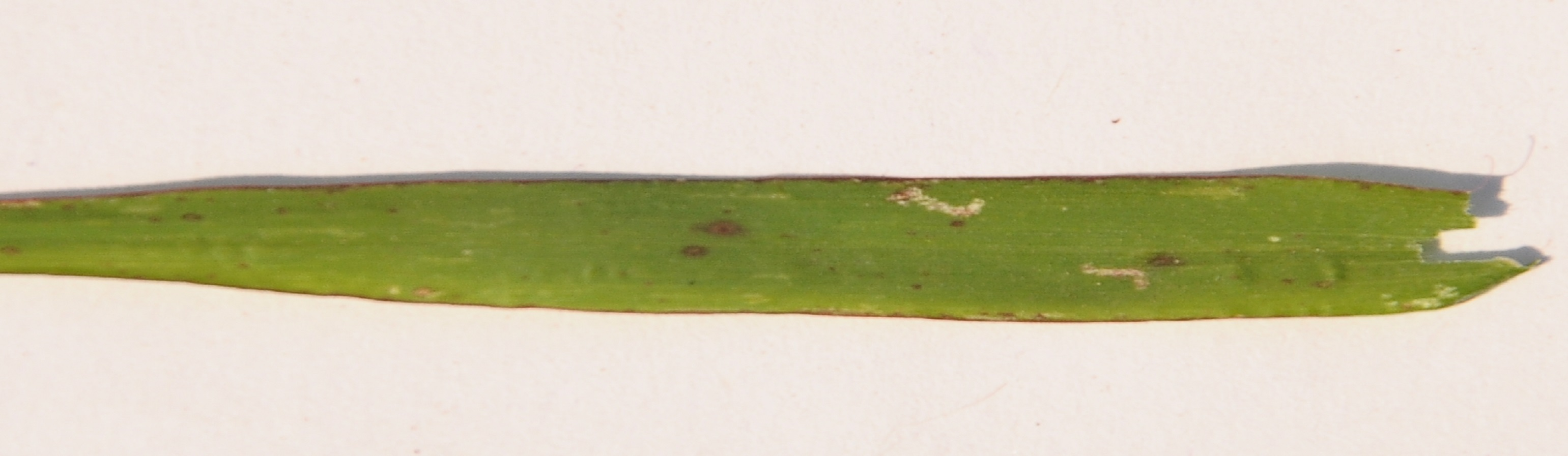 Rice_Leaf_Diseases Classification Dataset by rice2