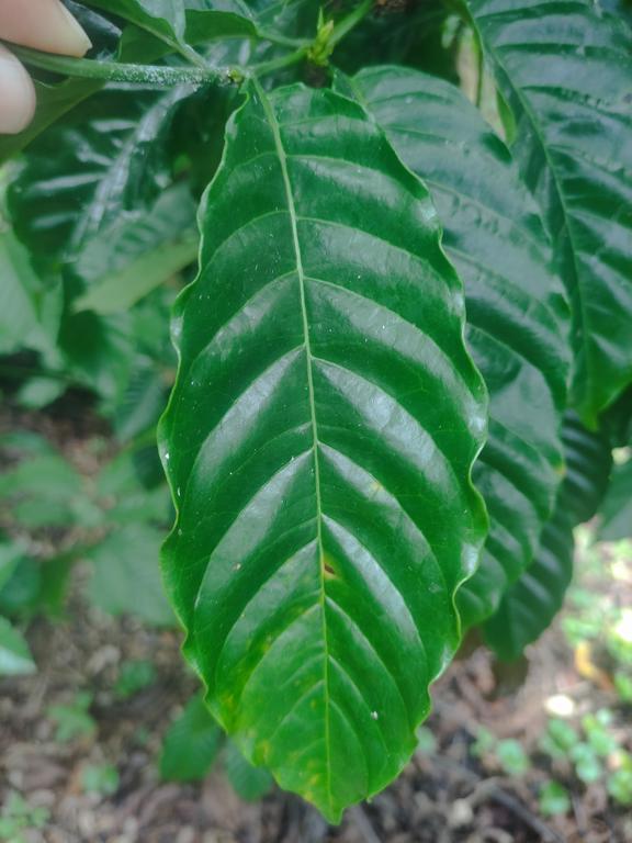 Penyakit Daun Kopi Object Detection Dataset by Sumatera Institute of ... Penyakit Daun Kopi Object Detection Dataset by Sumatera Institute of ...