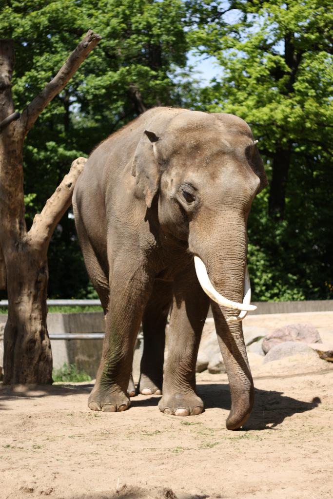 Elephant Object Detection Dataset by Test