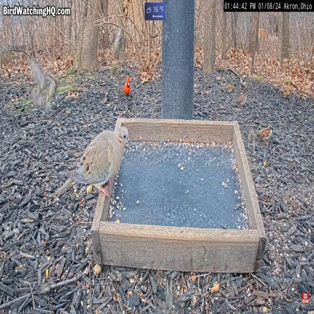 Northern Cardinal Bird Normal Object Detection Dataset and Pre-Trained Model by Modeling Part 1