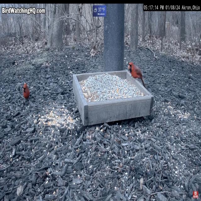 Northern Cardinal Bird Lli Object Detection Dataset And Pre Trained