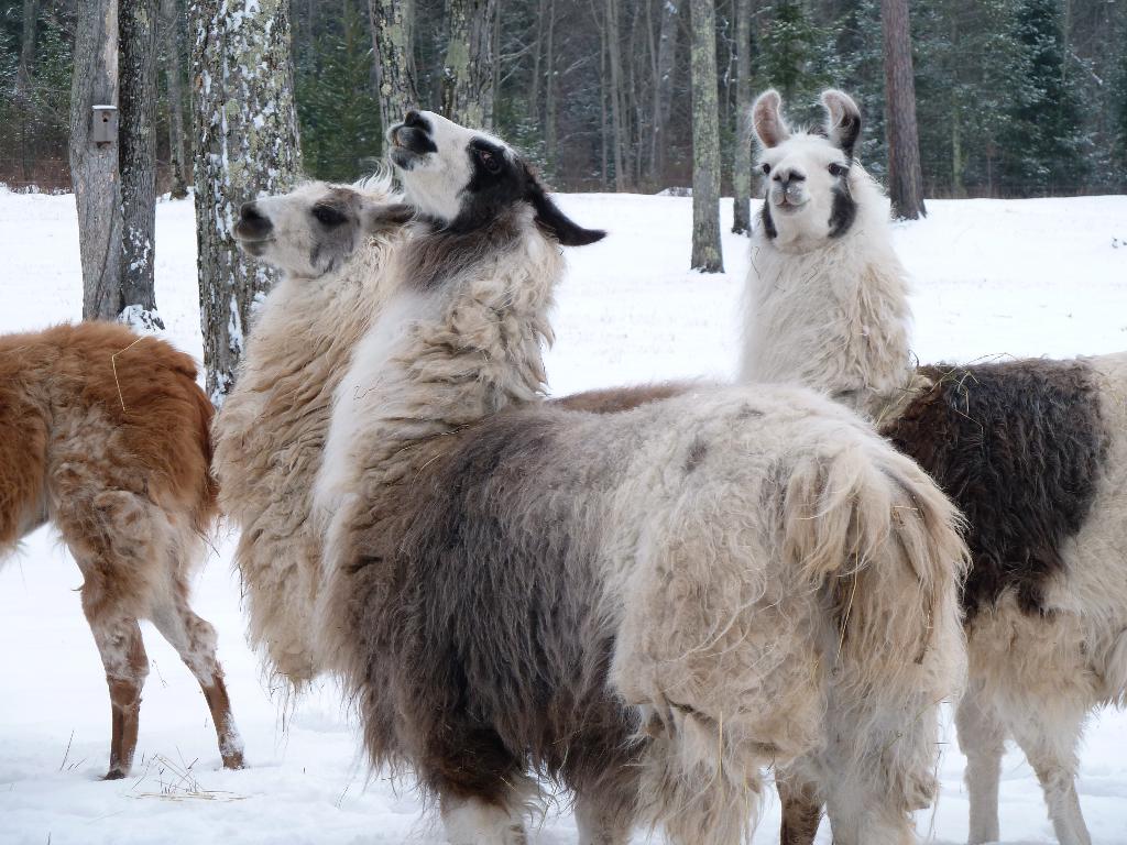 Alpaca Test Object Detection Dataset and Pre-Trained Model by Enway