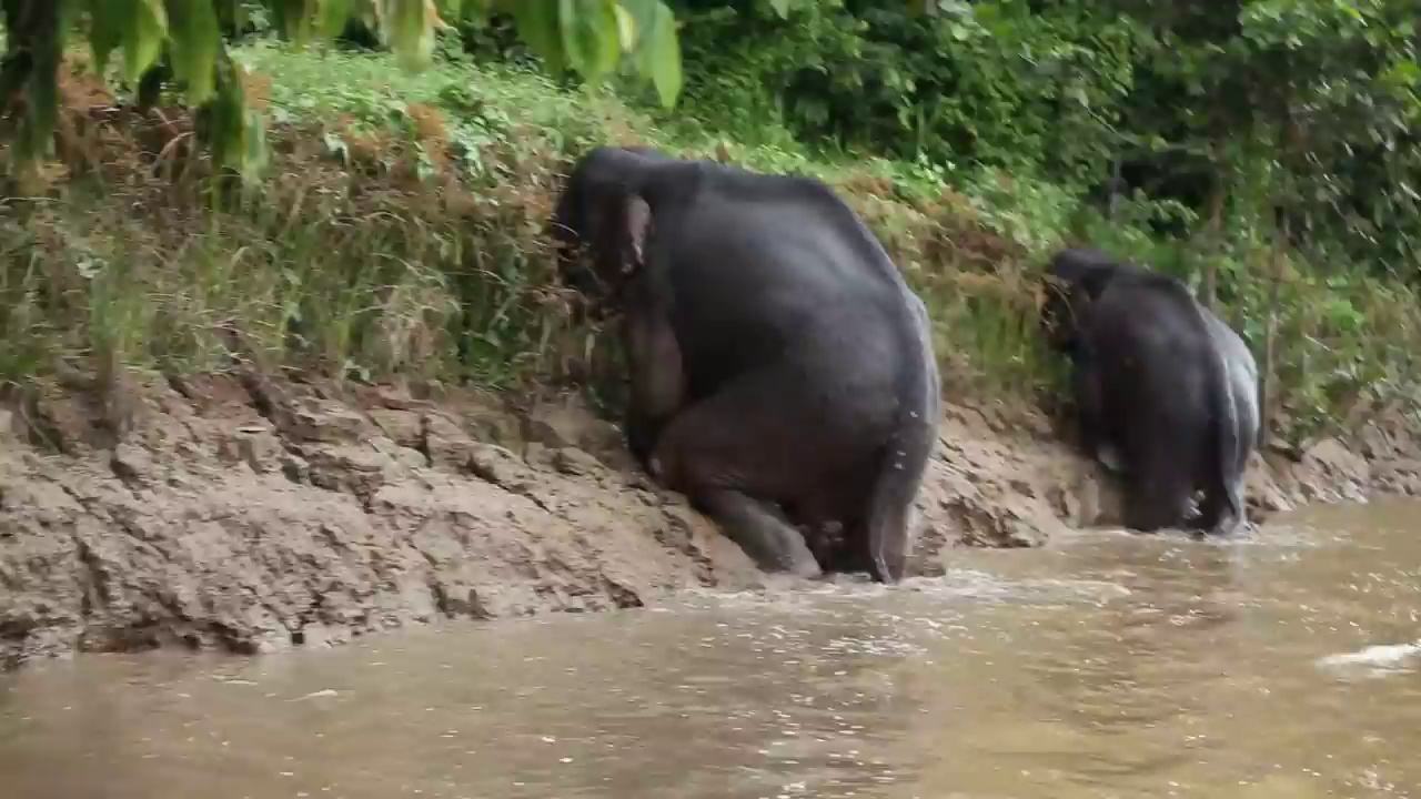 elephant Object Detection Dataset by Animal Behaviour