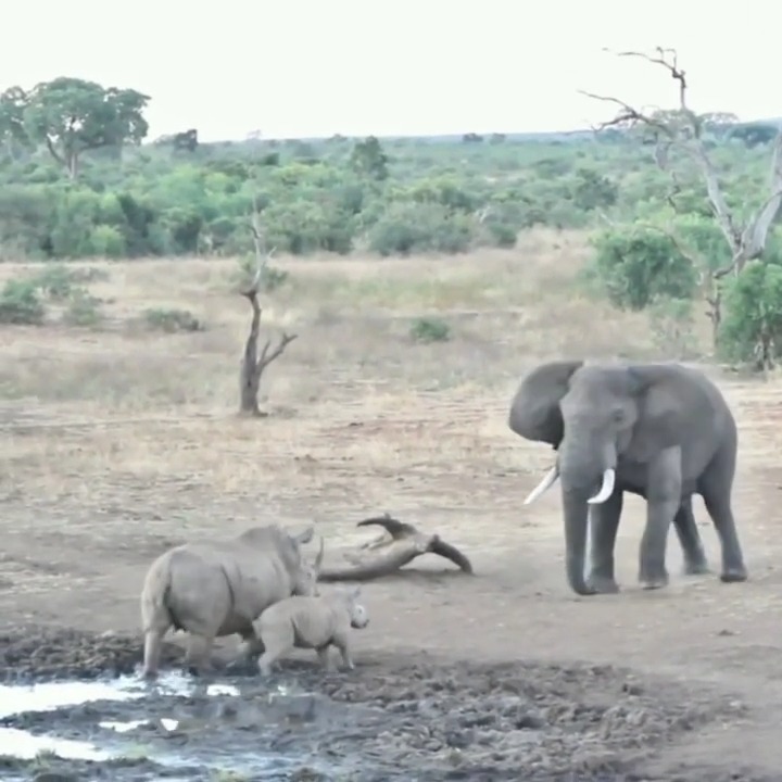elephant Object Detection Dataset and Pre-Trained Model by Animal Behaviour