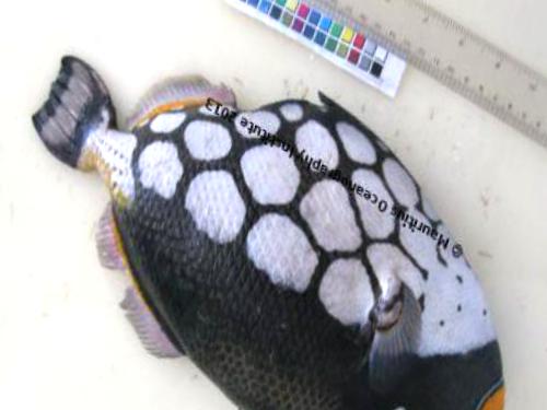 Fish_yolo Object Detection Dataset by ObjectDetection