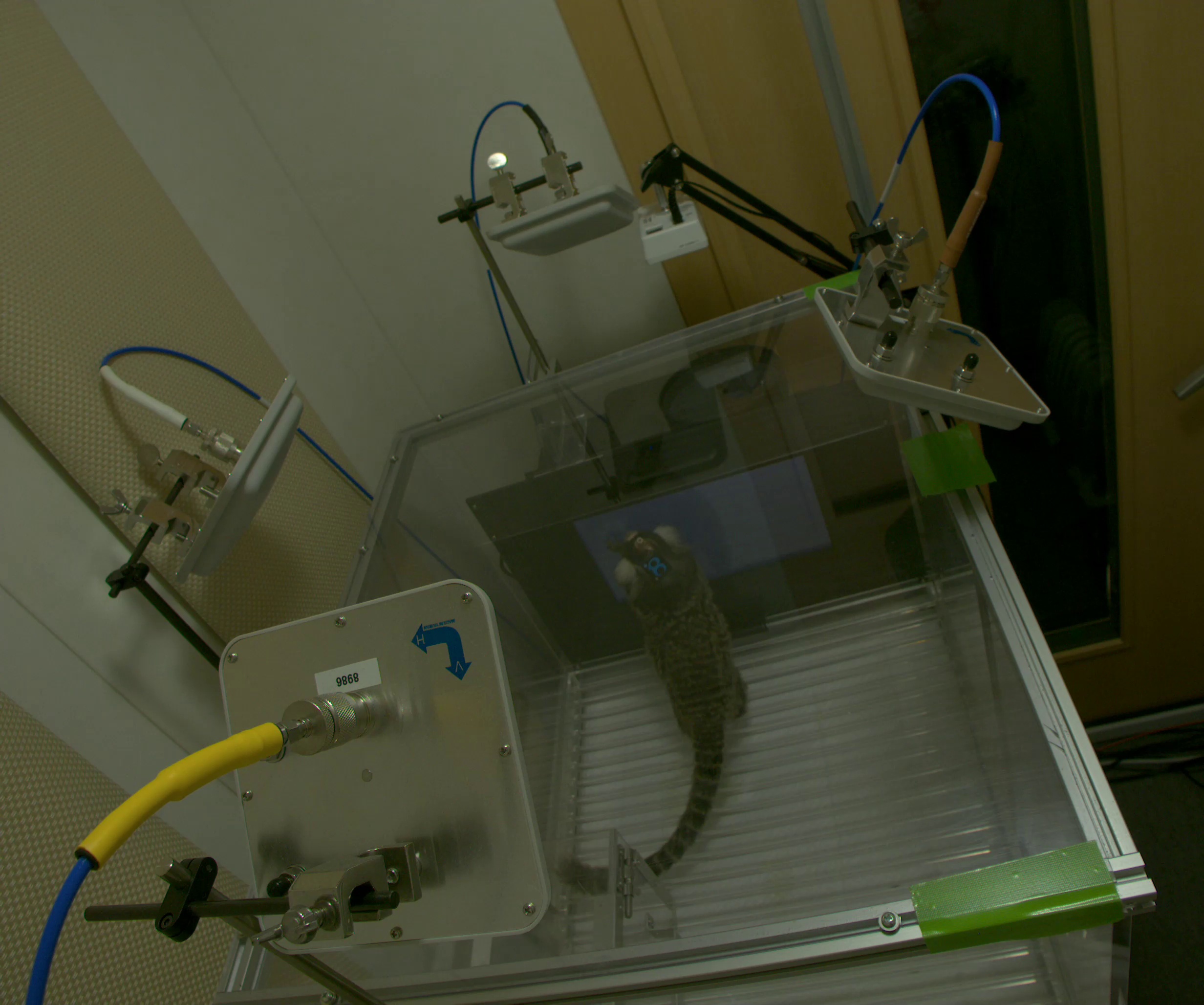 marmoset - Roboflow Universe