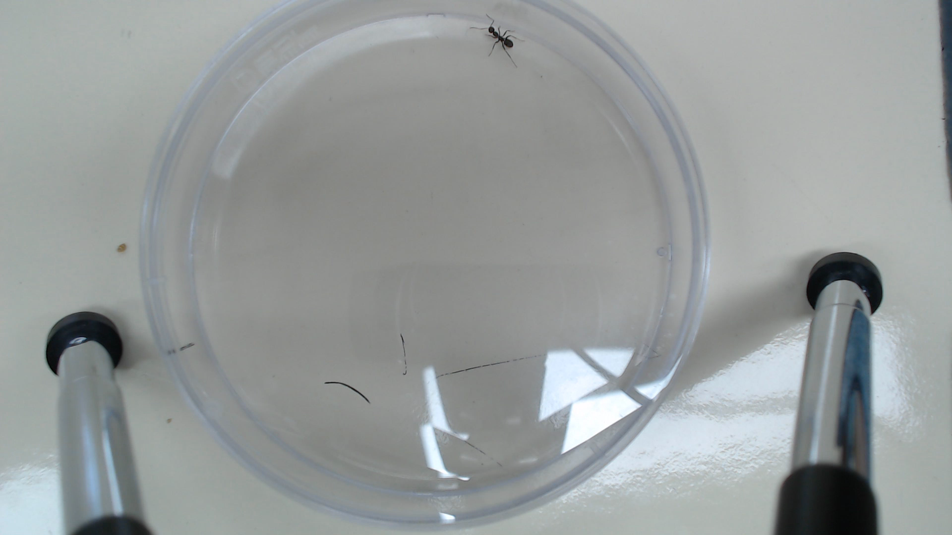 Ant Detecting Object Detection Dataset By Project Tlxjh