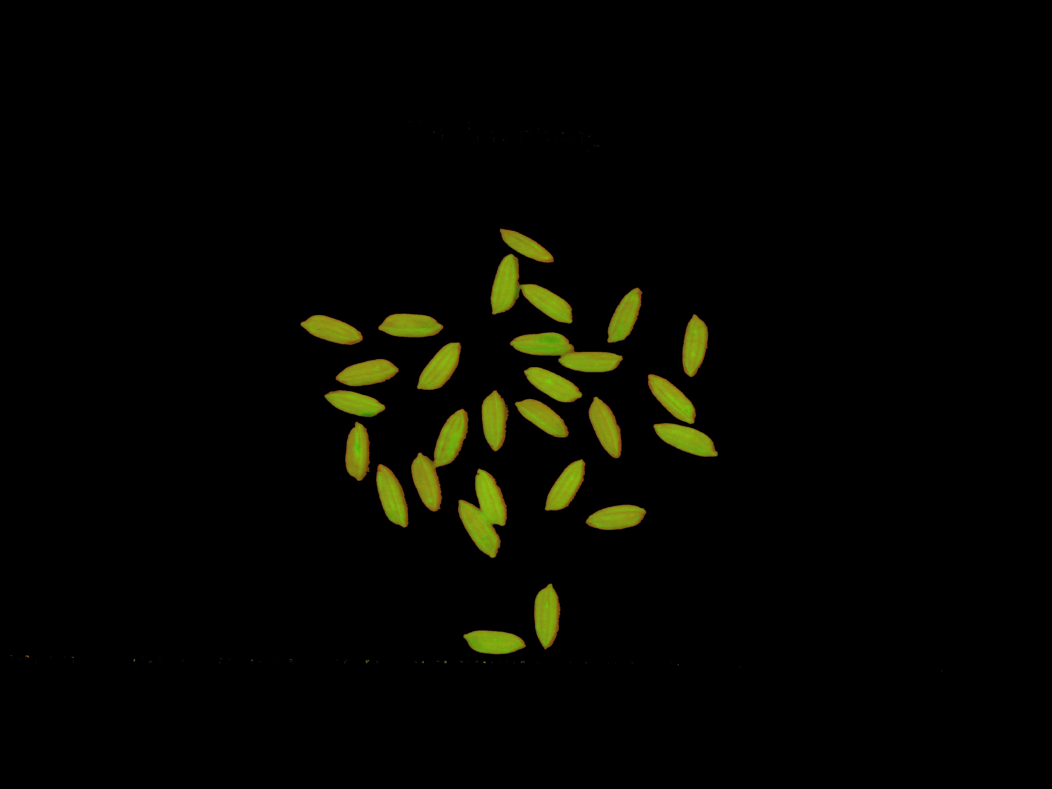 Rice Grain Instance Segmentation Dataset By Project