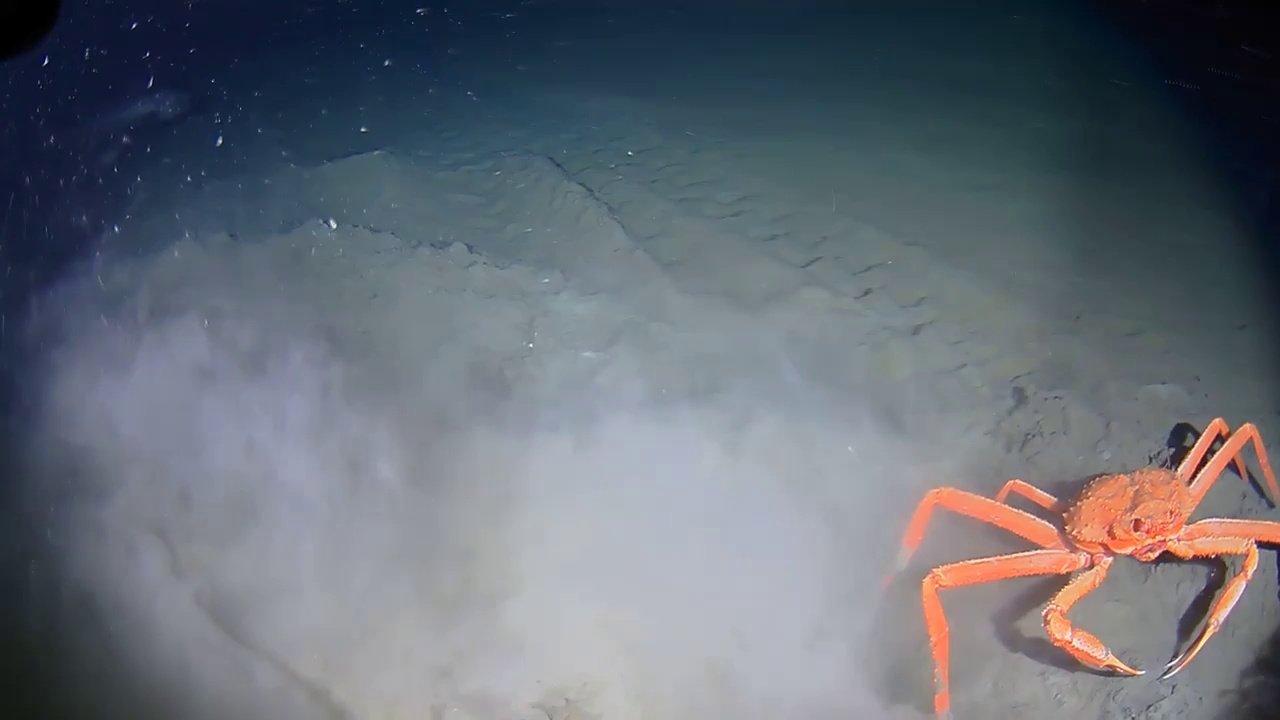 fish Object Detection Dataset by TFG Laura