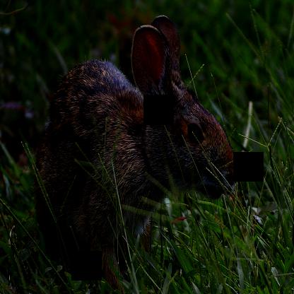 rabbits Object Detection Dataset by Mat Test
