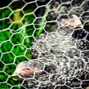 Chicken detection Object Detection Dataset by MPT Course