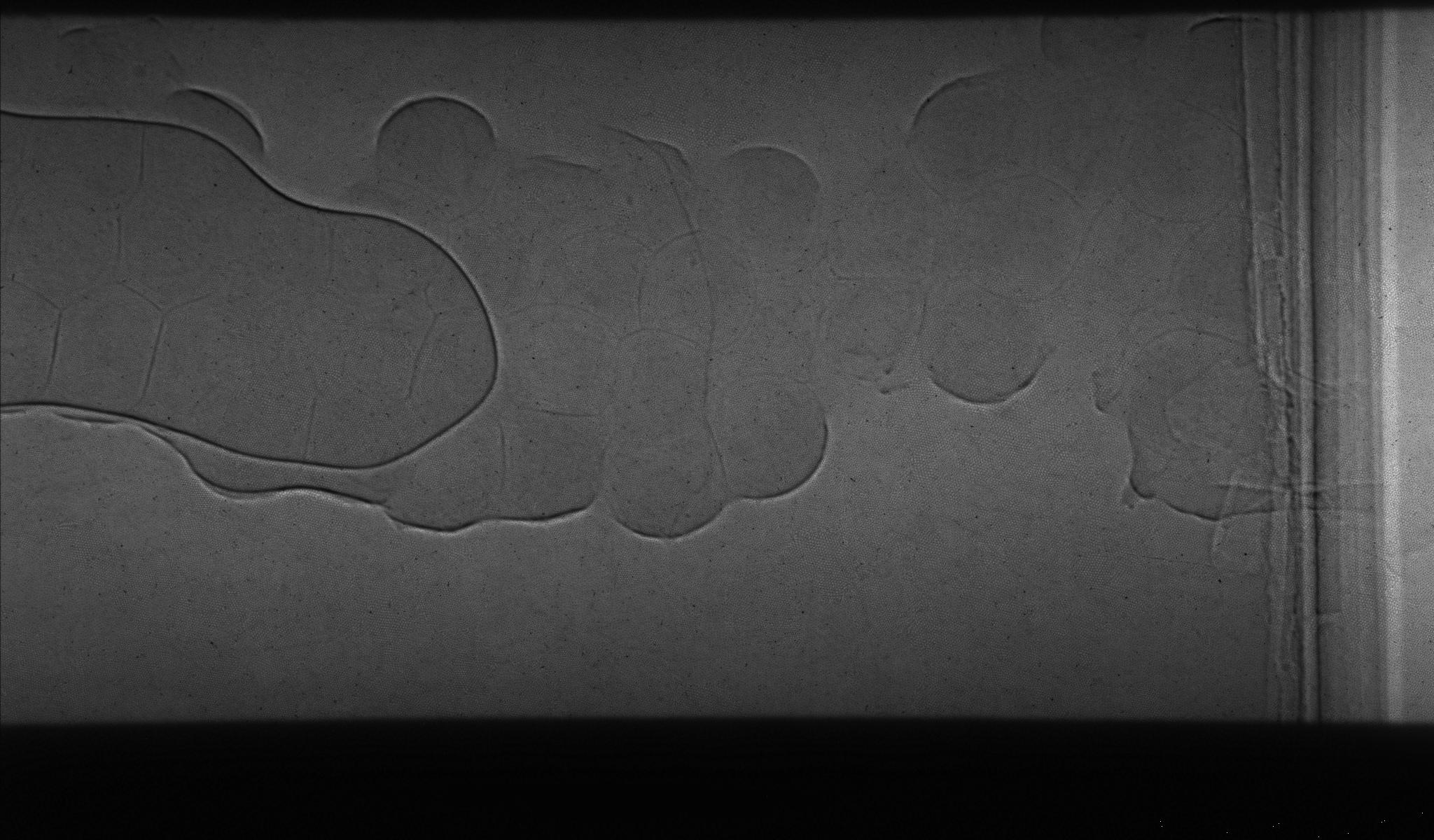 OV Computer Vision Dataset By UNILA