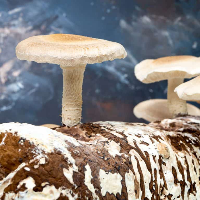 Mushroom-Identification Computer Vision Dataset by jtryann7280@gmail.com