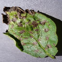 Potato Image Classification Classification Dataset by Potato blight