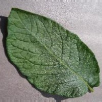 Potato Image Classification Classification Dataset by Potato blight