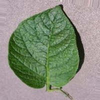 Potato Image Classification Classification Dataset by Potato blight