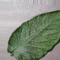 Potato Image Classification Classification Dataset by Potato blight