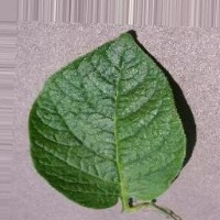 Potato Image Classification Classification Dataset by Potato blight