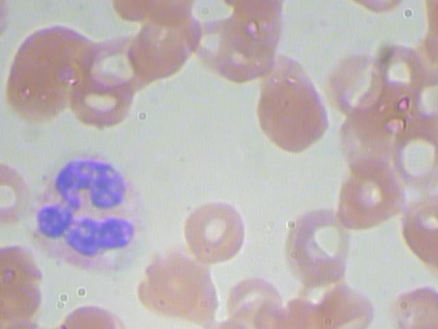 cells Object Detection Dataset and Pre-Trained Model by un