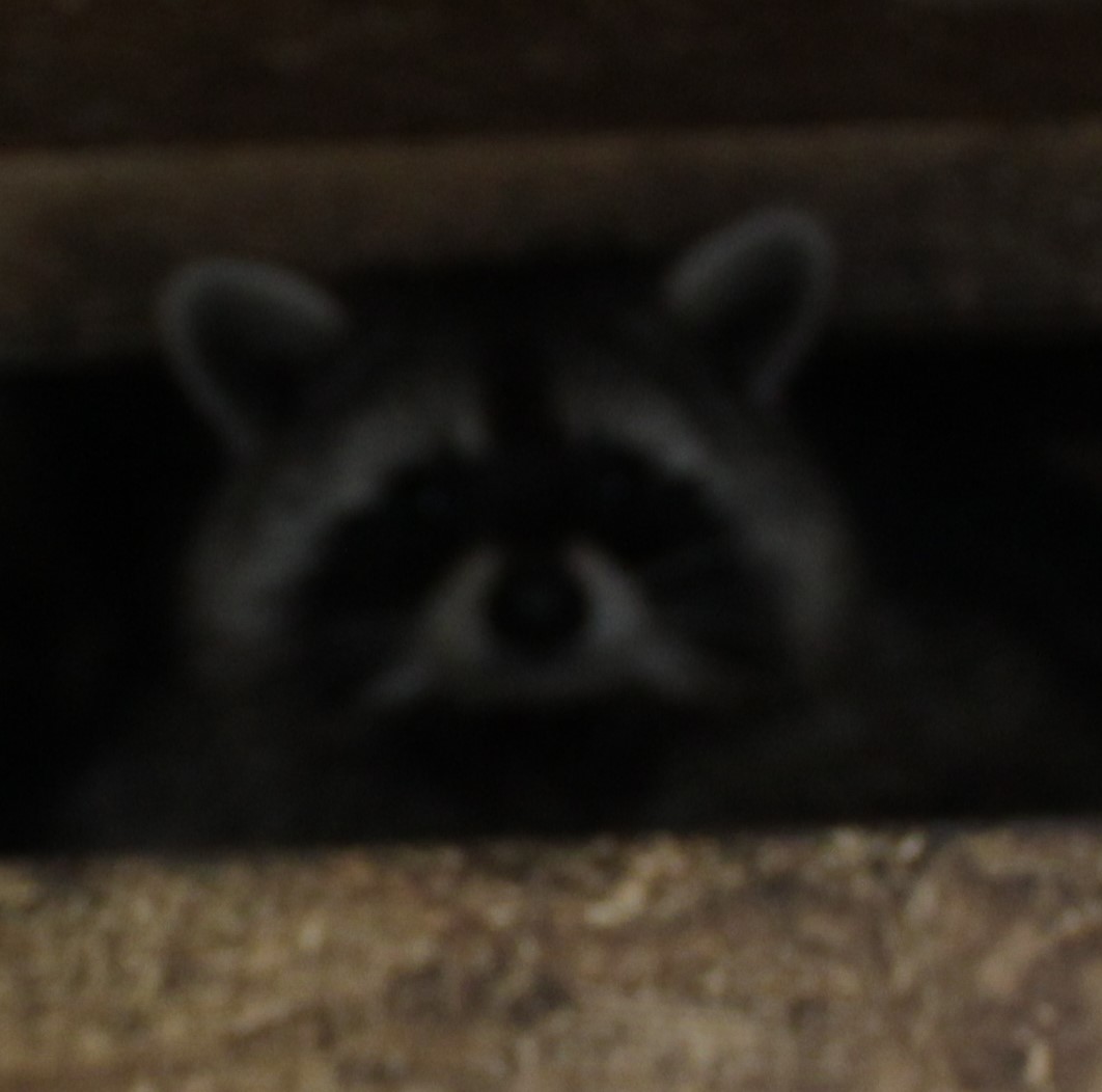 Raccoon Recognition - Roboflow Universe