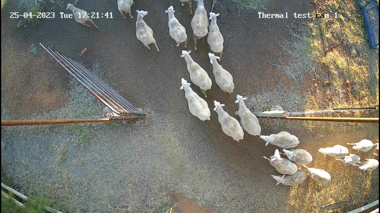 Sheep Gen4 Object Detection Dataset by GBES