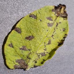 Potato Leaf Disease Dataset Object Detection Dataset by sk003cs