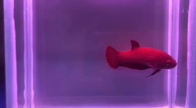 Betta Fish Classification Object Detection Dataset and Pre-Trained ...